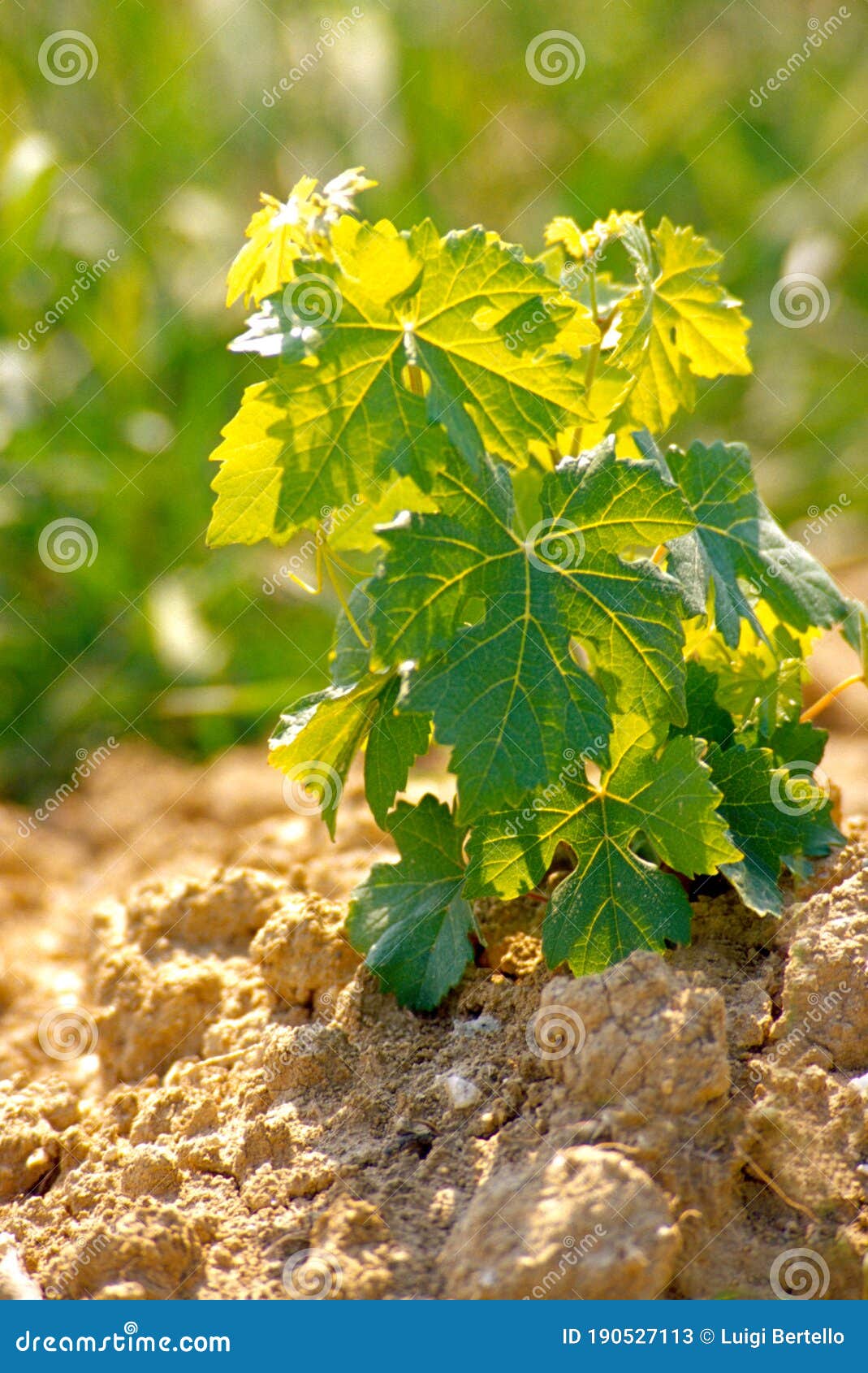 Small Vine Plant in Sunny Countryside. Stock Image - Image of vine ...