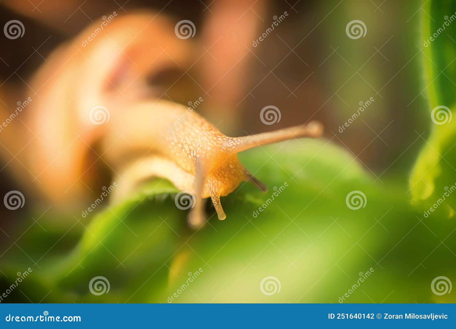 A Small Vine Snail on a Blade of Grass Stock Photo - Image of ...