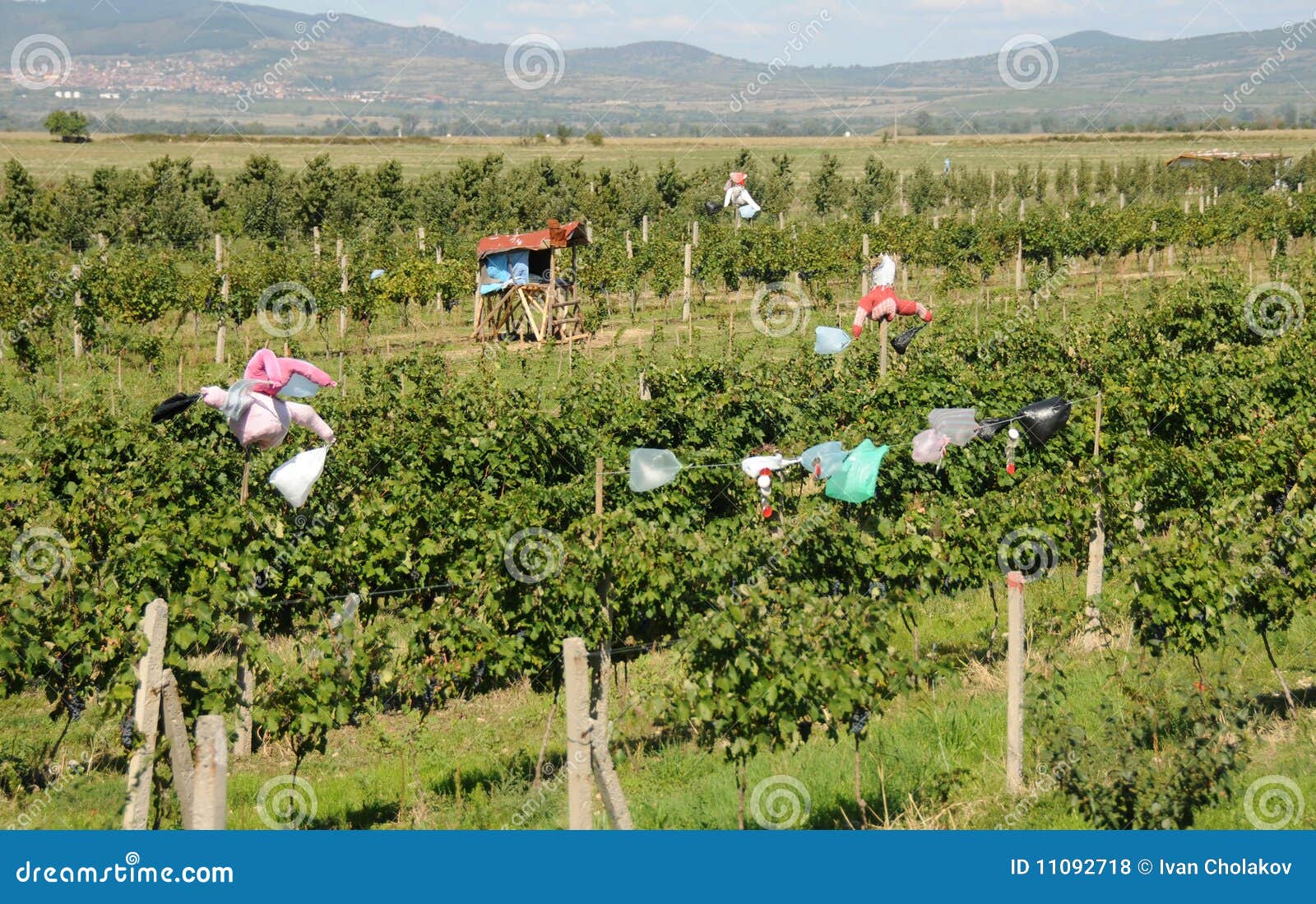 Small vineyard stock photo. Image of panoramic, serene - 11092718