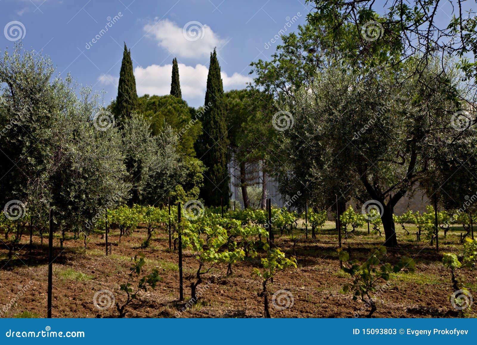 Small vineyard stock image. Image of trees, outdoor, landscape - 15093803