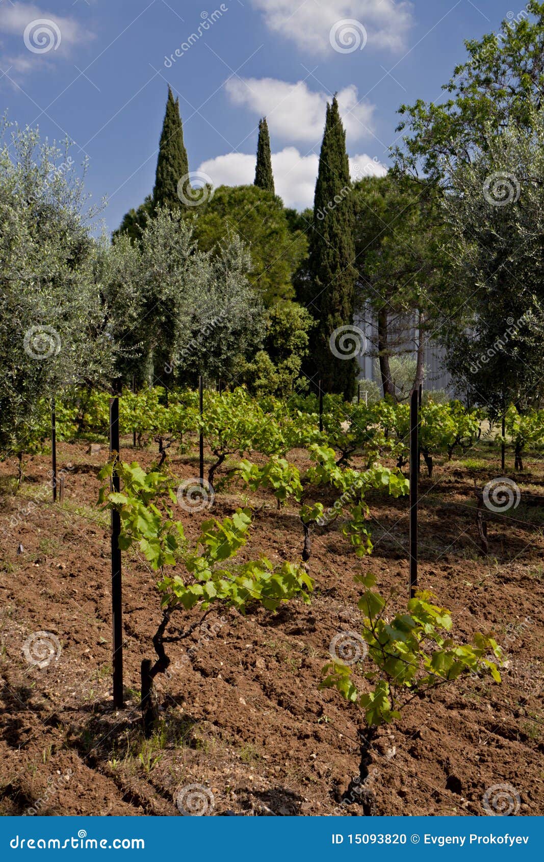 Small vineyard stock photo. Image of outdoor, vine, montpellier - 15093820
