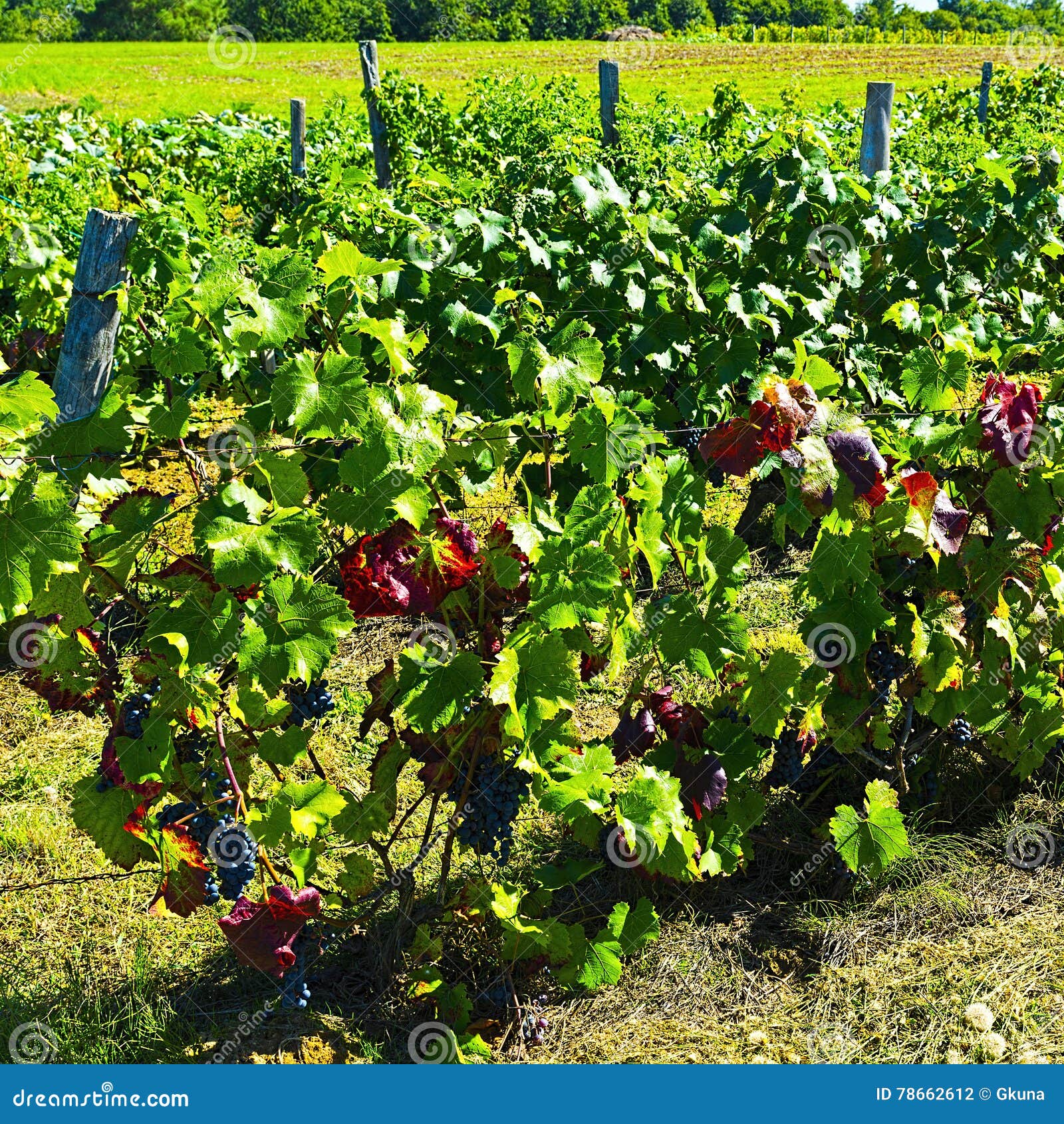Small Vineyard stock photo. Image of france, rural, plant - 78662612