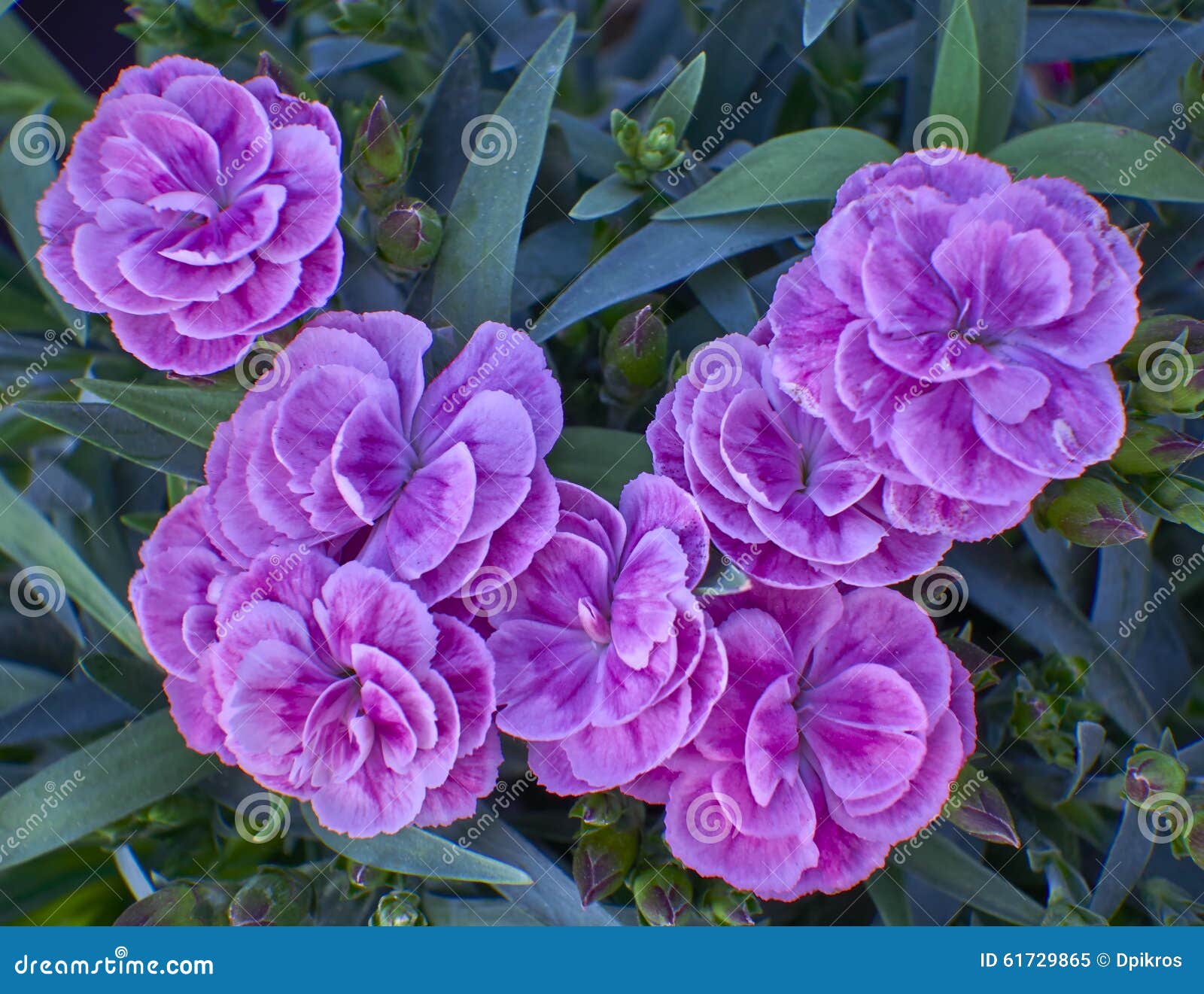 Small Violet Carnation Flowers Bunch Stock Image - Image of carnation ...
