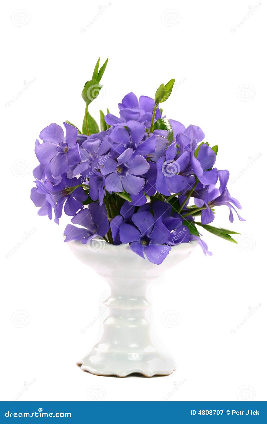 Small violet flower stock image. Image of flower, bunch - 4808707
