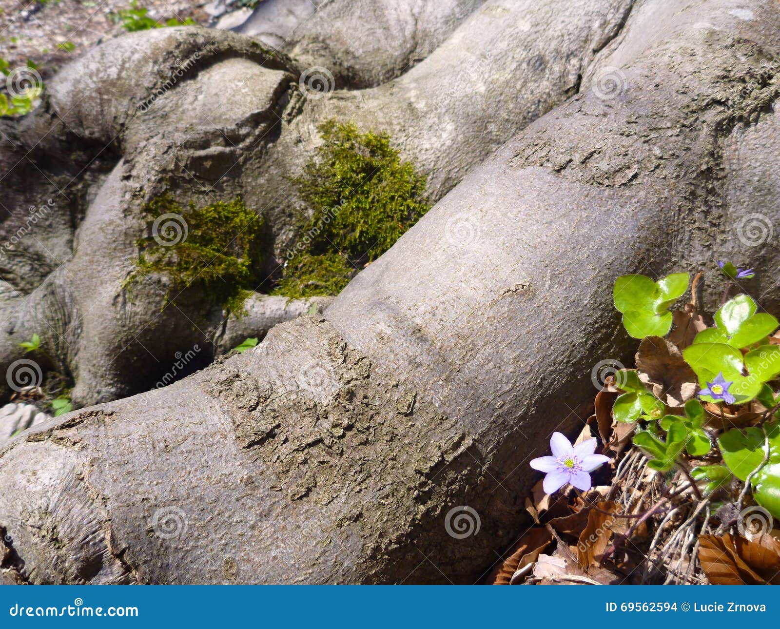 Small Violet Flower Growing of Tree Roots Stock Photo - Image of beauty ...