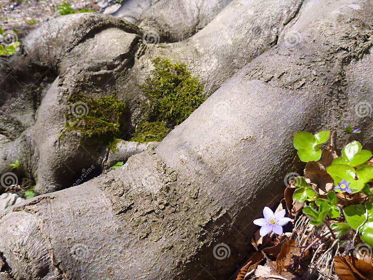 Small Violet Flower Growing of Tree Roots Stock Photo - Image of beauty ...