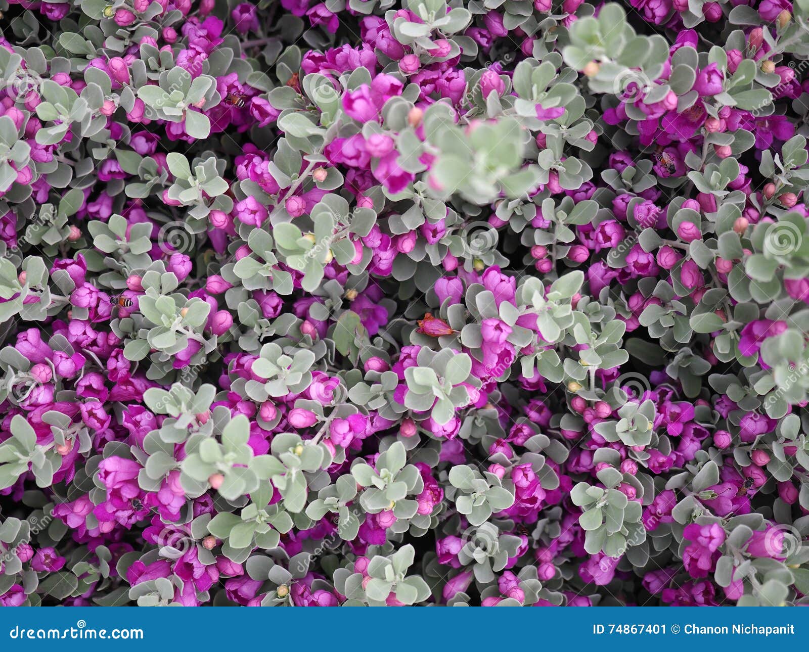 Small Violet Flower and Leaf Stock Image - Image of backdrop, close ...