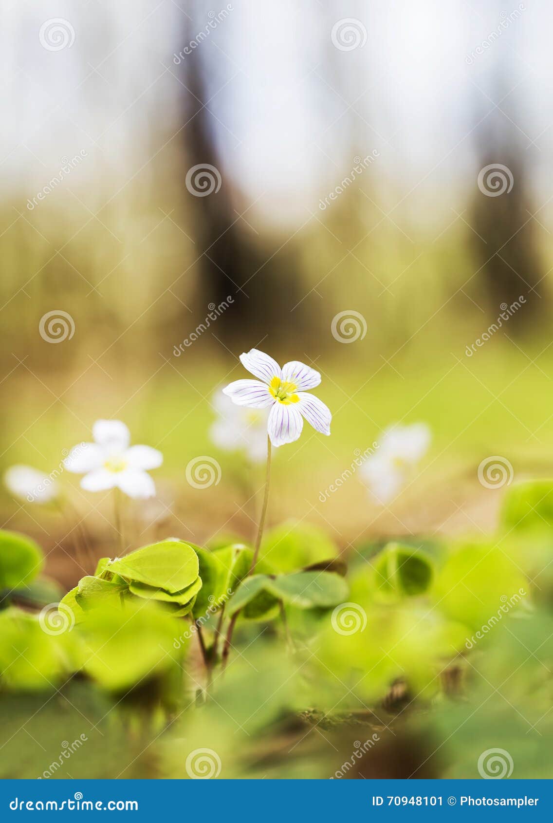Small violet flower stock image. Image of perspective - 70948101