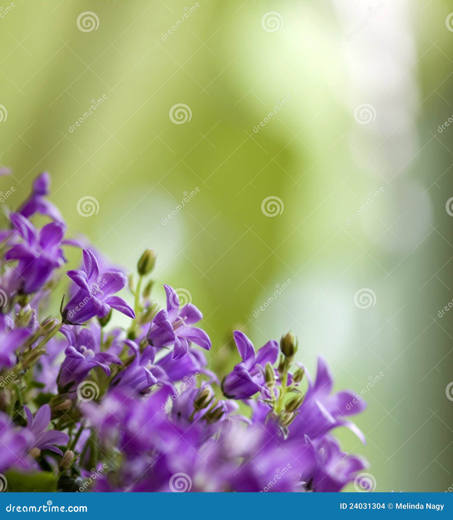 Small violet flowers stock photo. Image of design, head - 24031304