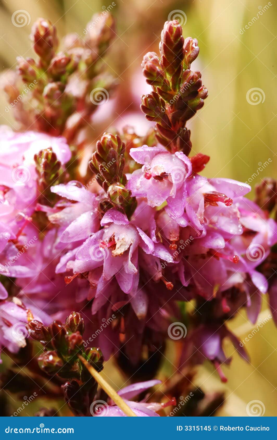 Small violet flowers stock image. Image of violet, heath - 3315145