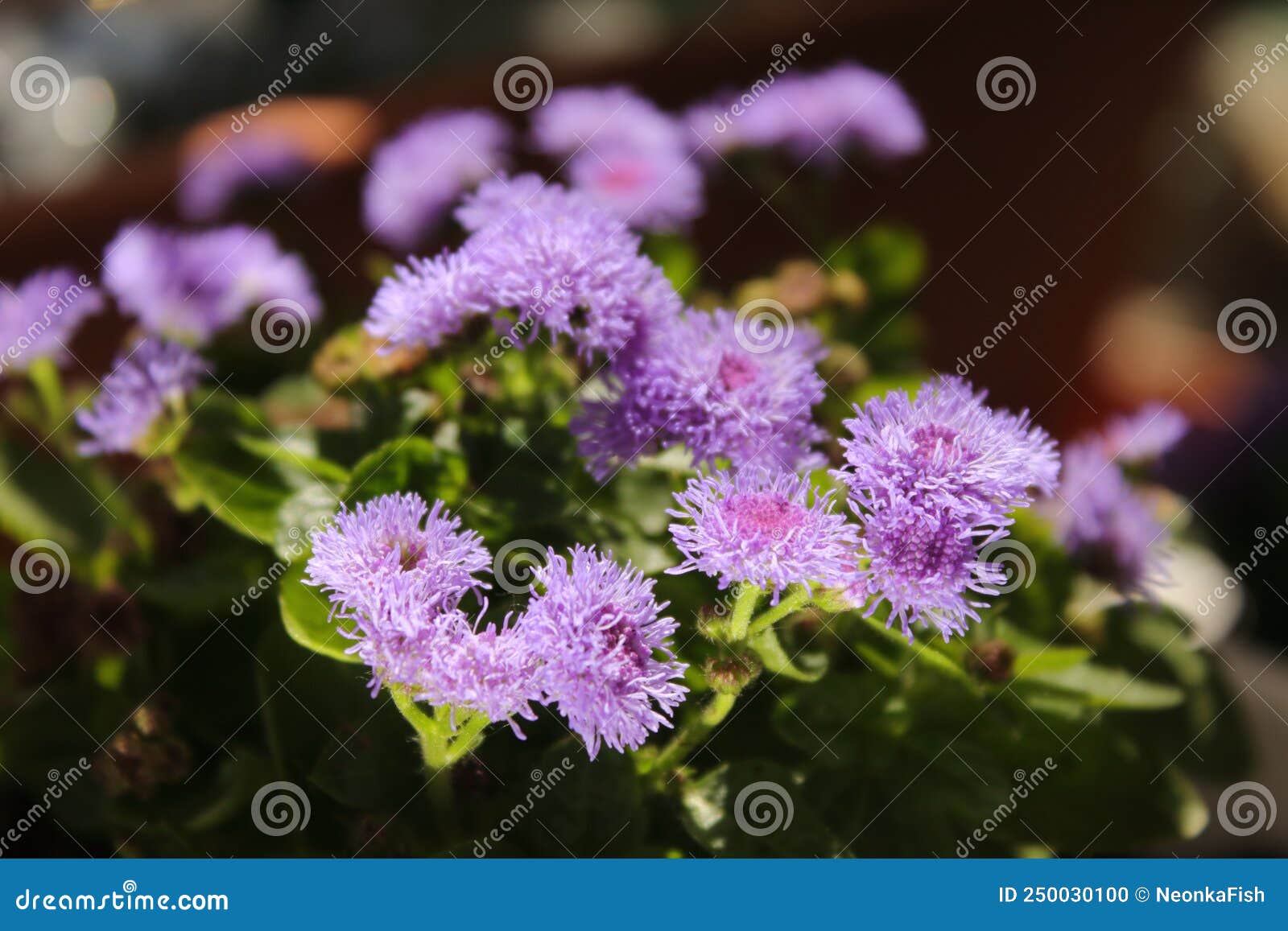 Small Violet Flowers stock photo. Image of asteraceae - 250030100