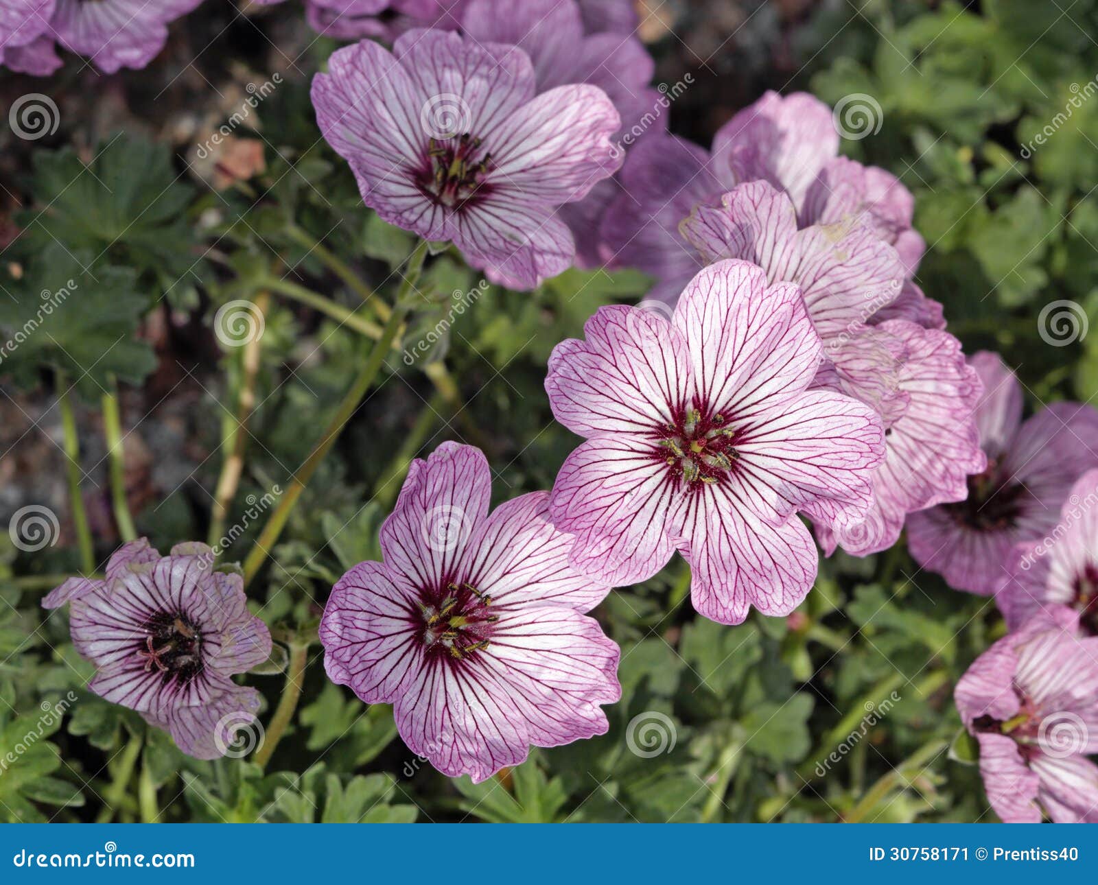 Small violet flowers stock image. Image of pistil, violet - 30758171