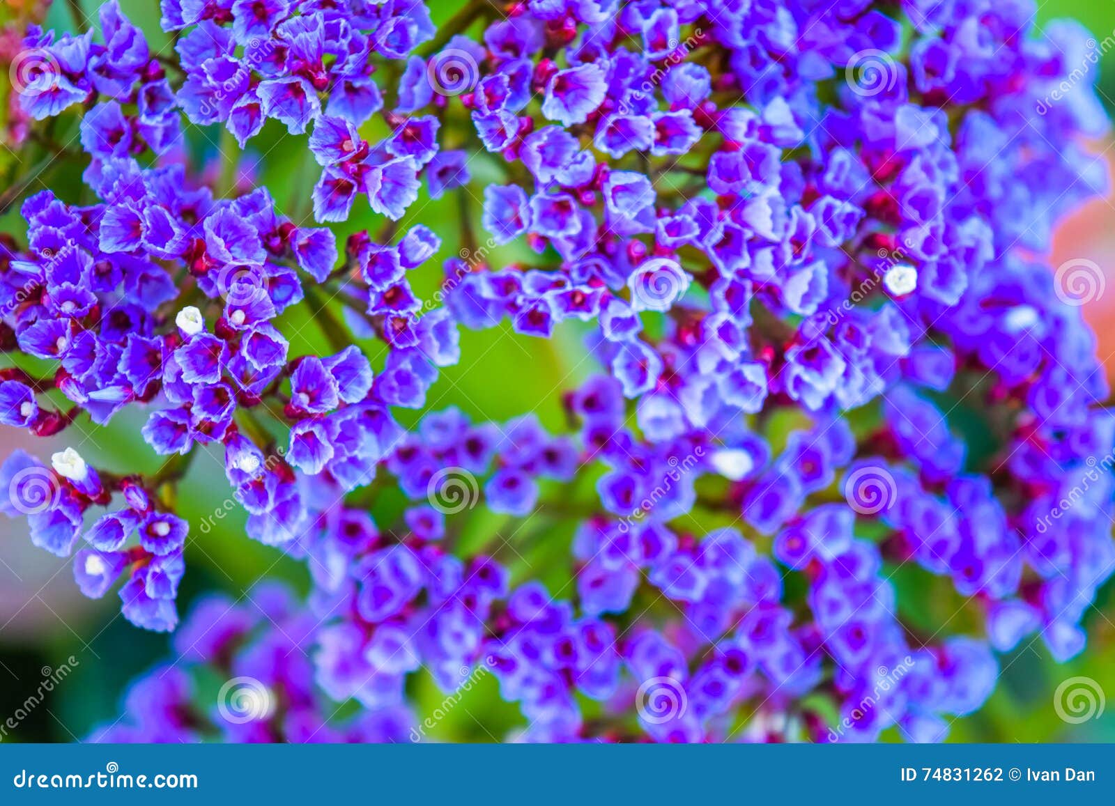 Small violet flowers stock photo. Image of christmas - 74831262