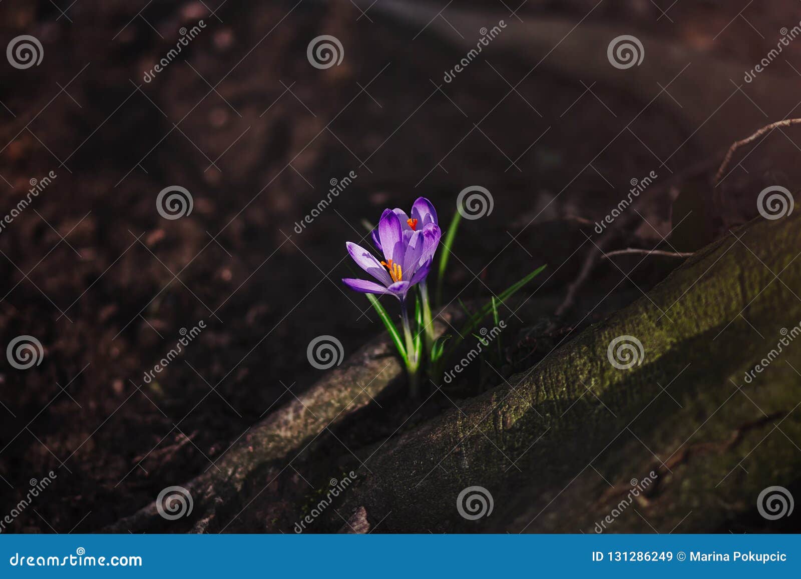Small Violet Saffron Flower Growing between Tree Roots Stock Image ...
