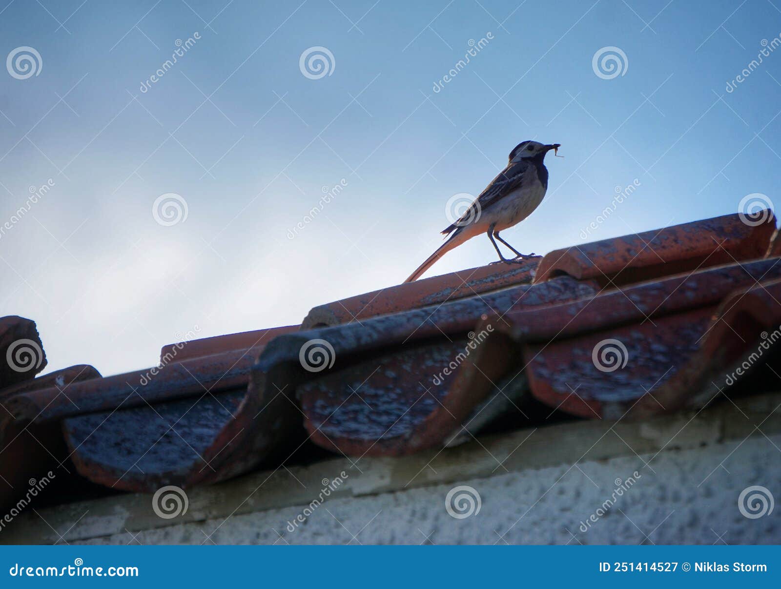 A Small Wagtail on the Roof Stock Image - Image of iron, wagtail: 251414527