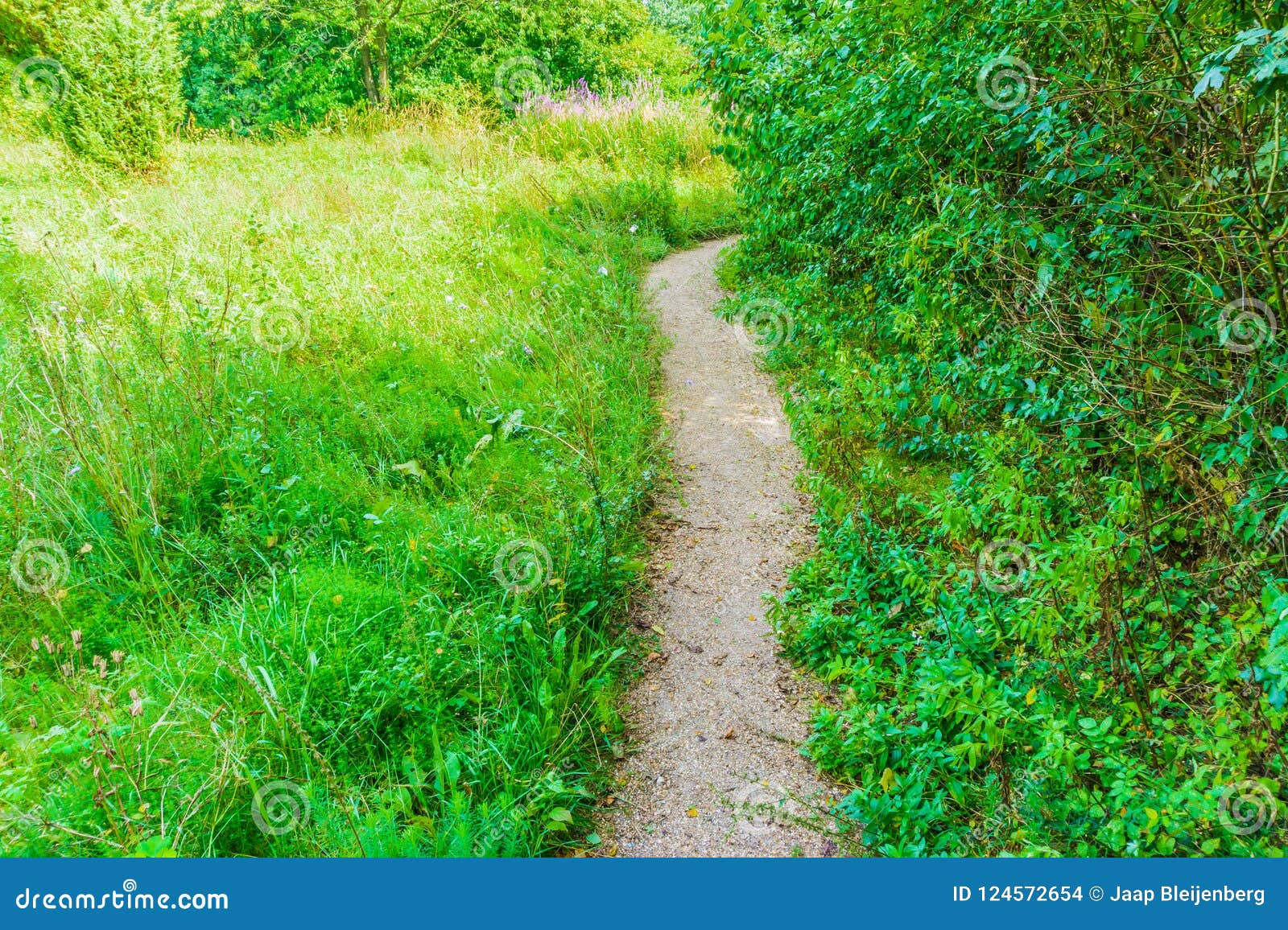 Small Walking Path in a Green Forest Landscape Stock Photo - Image of ...