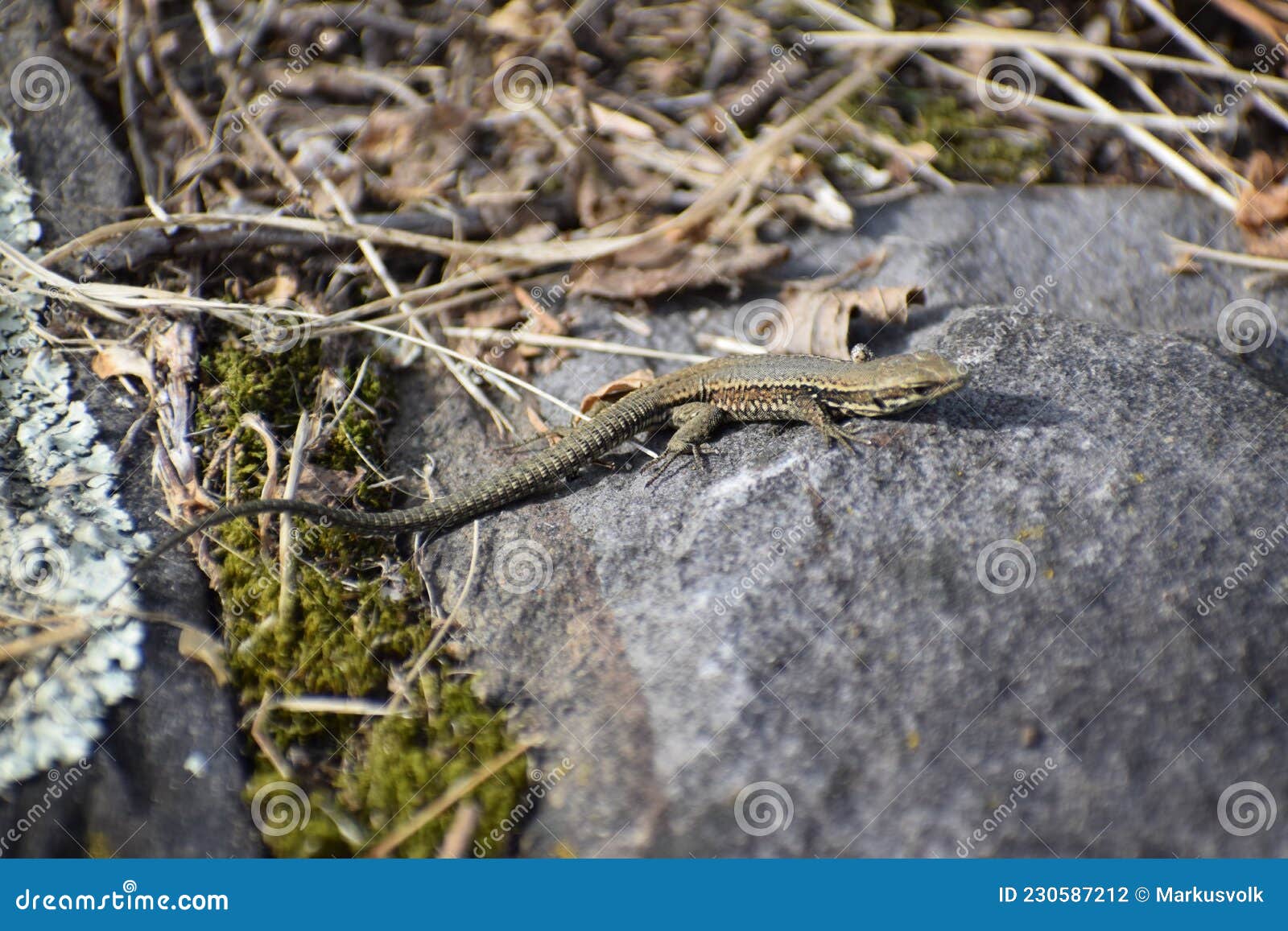 Small Wall Lizard on a Volcano Stone Stock Photo - Image of snake ...