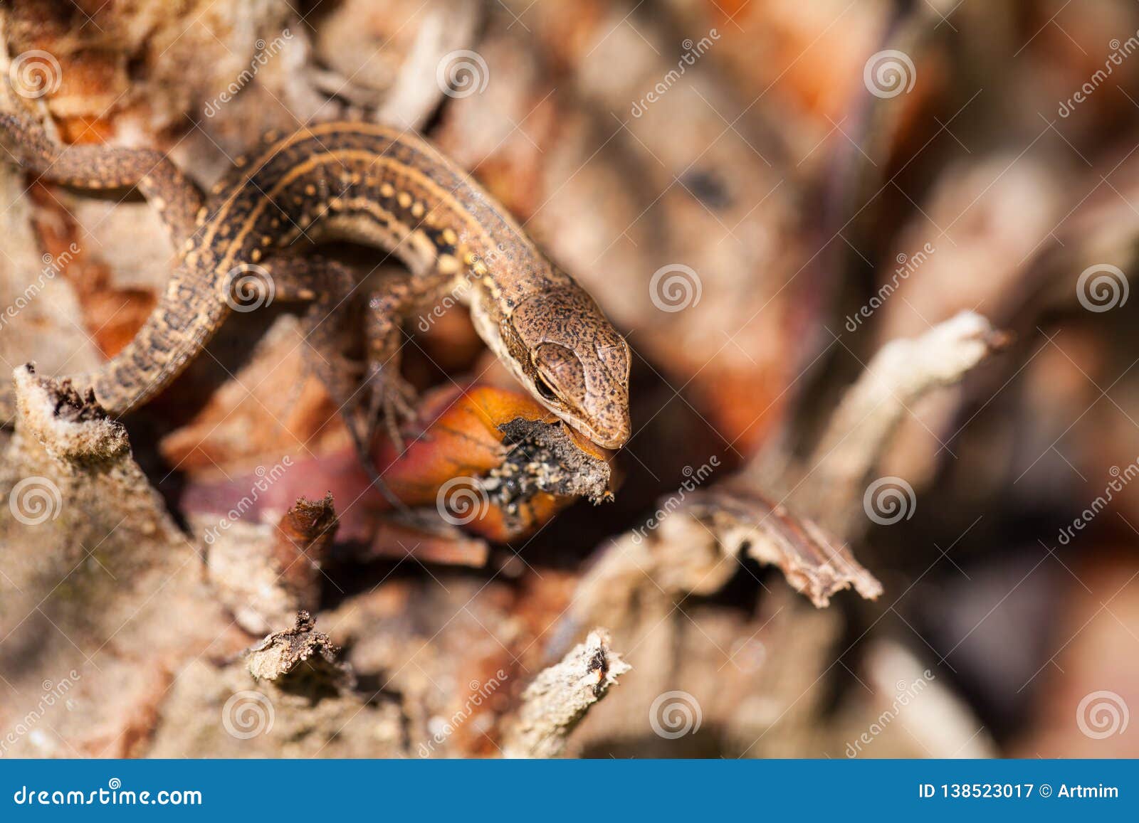 Small Wall Lizard Wildlife, Macro. Podarcis Stock Image - Image of ...