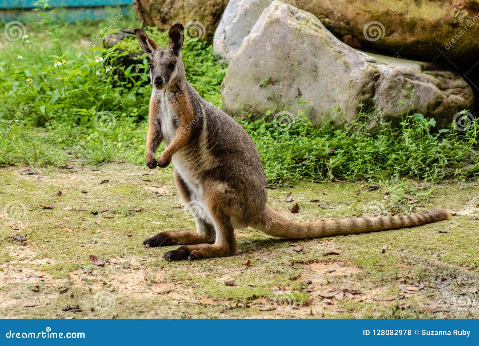Small wallabe stock photo. Image of wallabe, mammal - 128082978