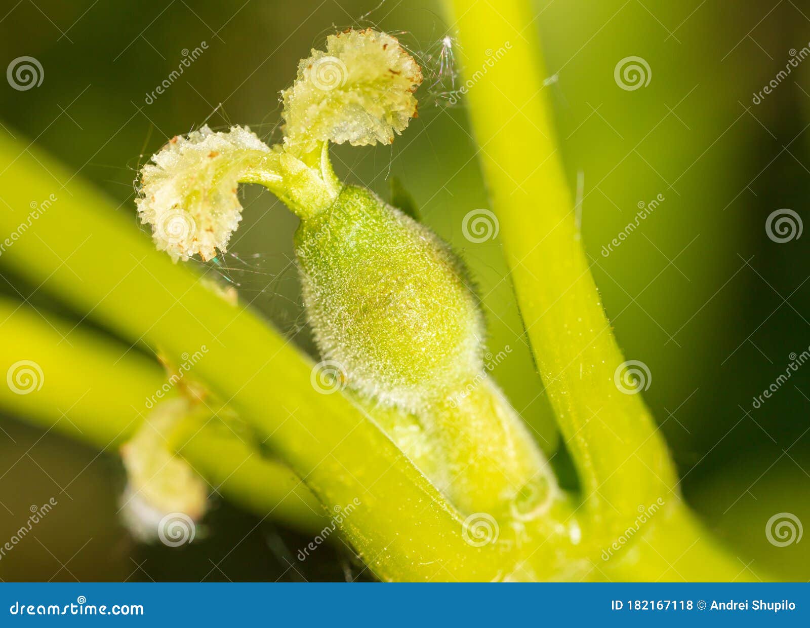 Small Walnut on a Tree Branch Stock Photo - Image of young, agriculture ...