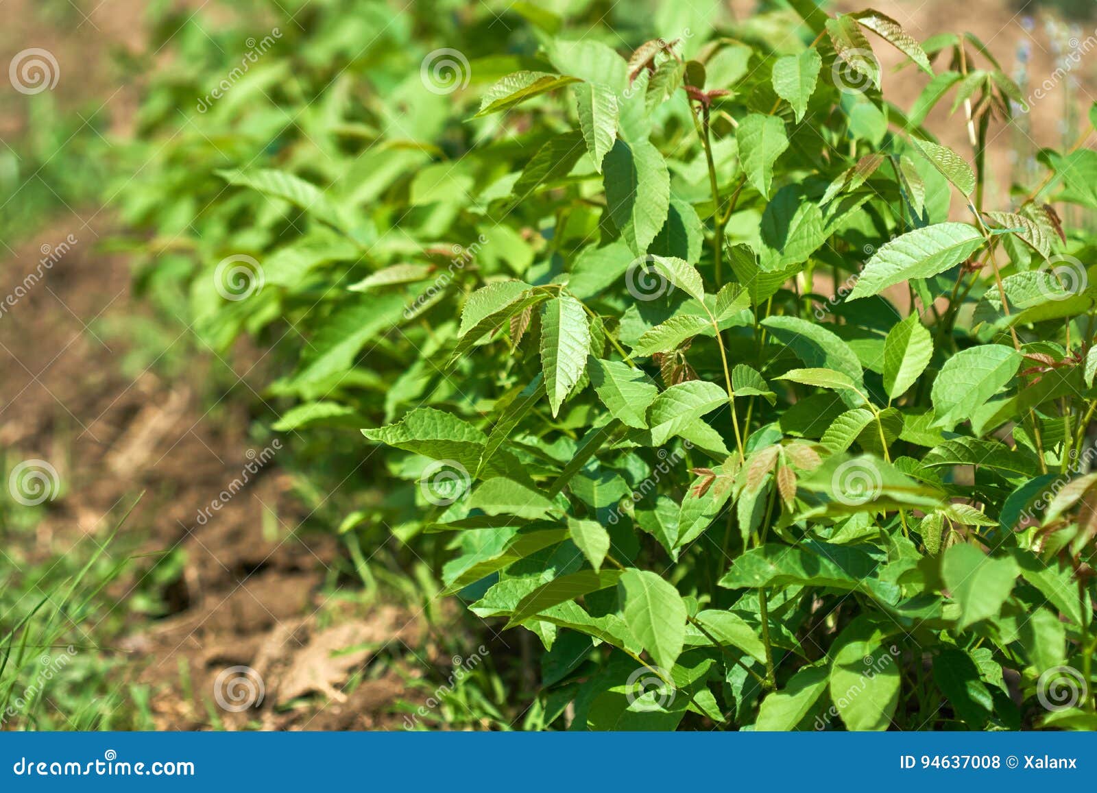 Small Walnut Trees in a Nursery Stock Photo - Image of cultivate ...