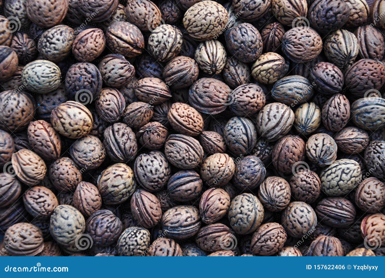 Small Walnuts Stock Photos - Download 2,853 Royalty Free Photos