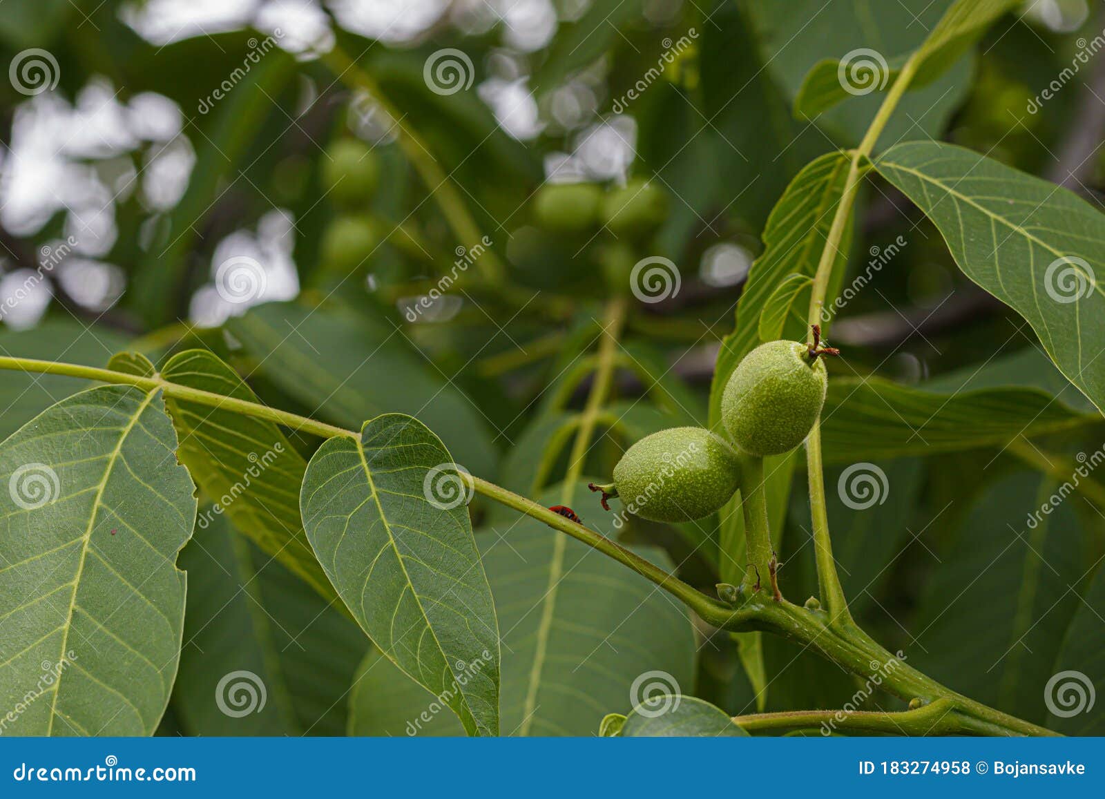 Small Walnuts on Walnut Tree Branch Stock Photo - Image of europe ...