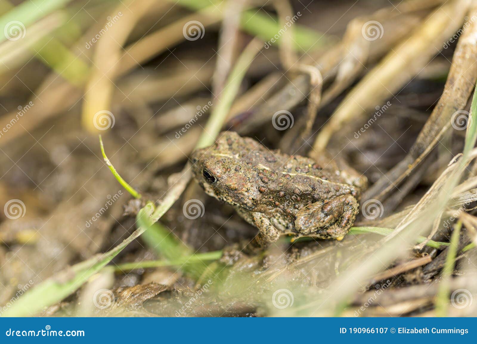 Small Warty Green Toad Hiding in a Grassy Wetland Area Stock Image ...