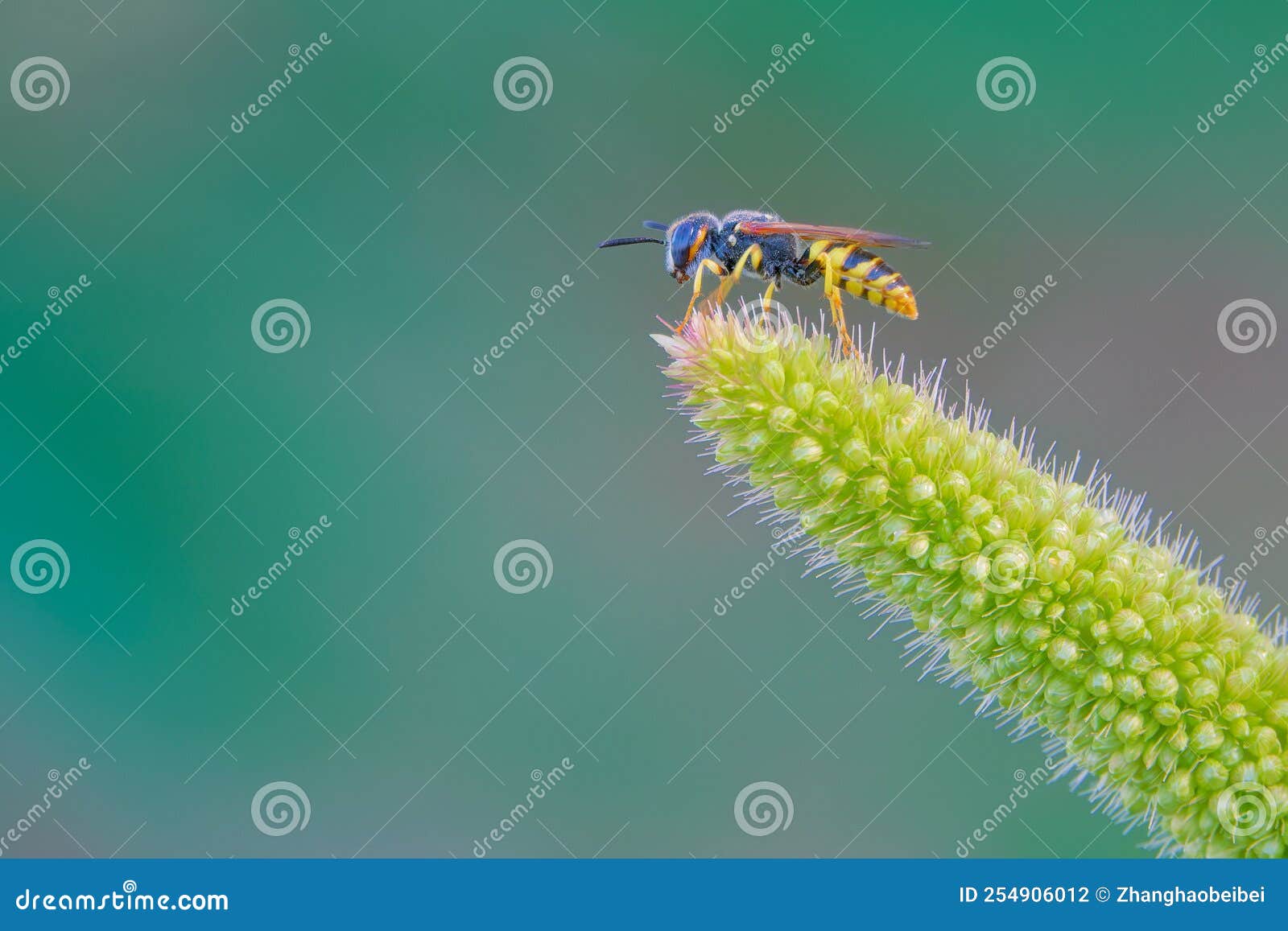 Small wasp stock photo. Image of animal, wild, hymenoptera - 254906012