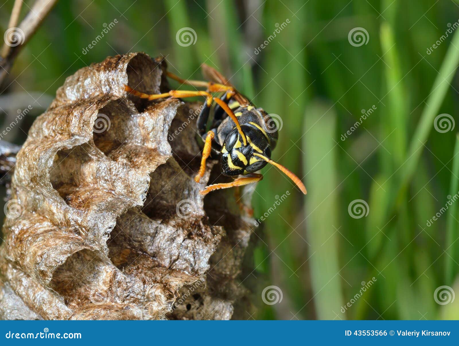 Small wasp 5 stock photo. Image of hymenopterous, outdoors - 43553566