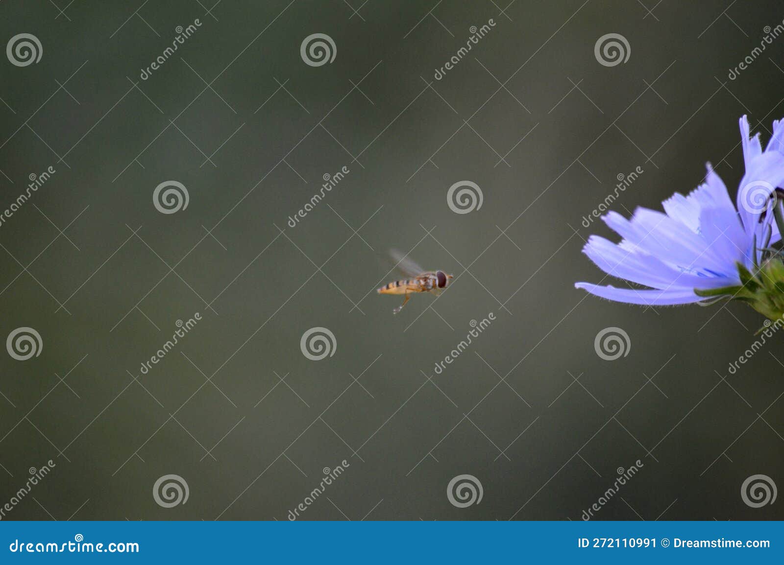 Small Wasp Flies Towards a Blue Flower Stock Image - Image of small ...