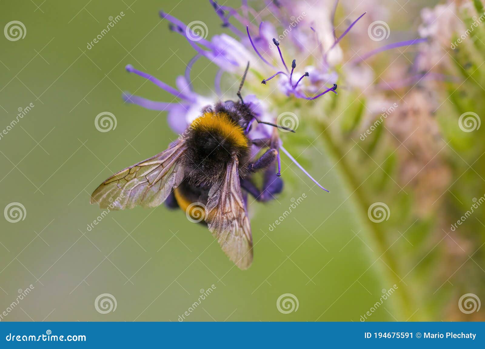 A Small Wasp Insect on a Plant in the Meadow Stock Image - Image of ...
