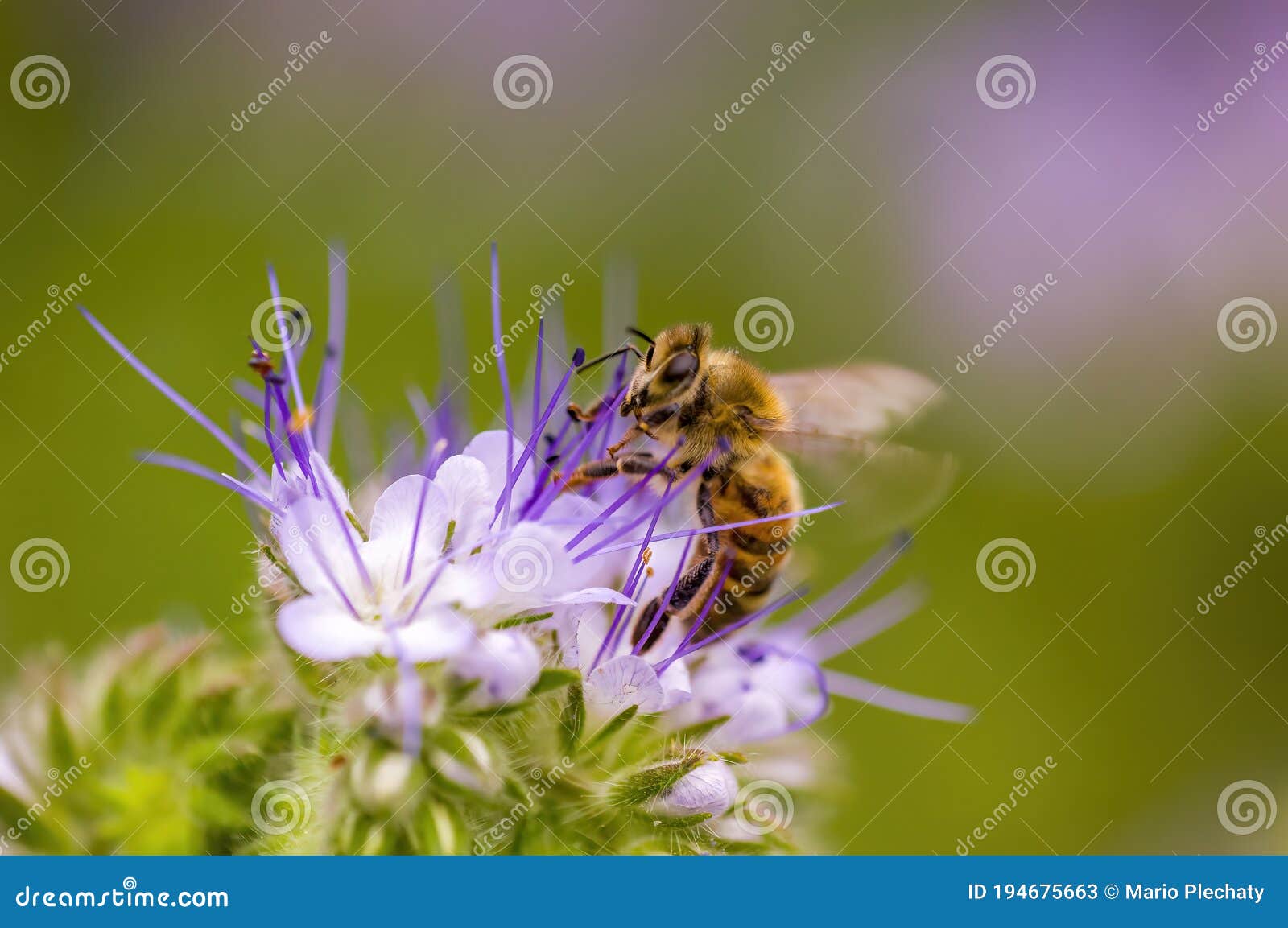 A Small Wasp Insect on a Plant in the Meadow Stock Image - Image of ...
