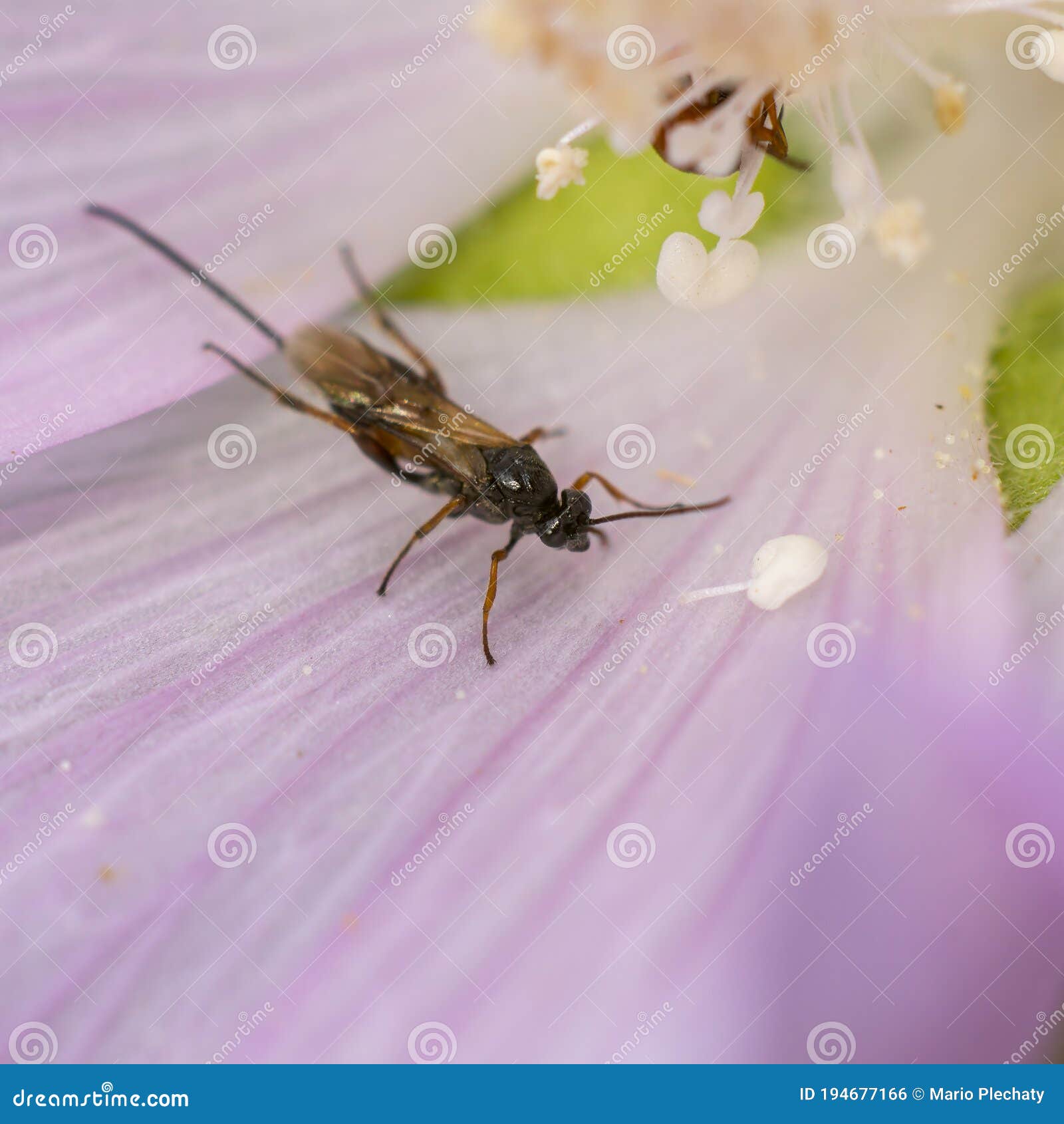 A Small Wasp Insect on a Plant in the Meadow Stock Photo - Image of ...