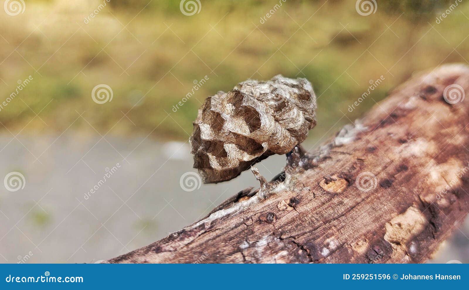 Small Wasps Nest Hanging a Piece of Wood Stock Photo - Image of focus ... Small Wasps Nest Hanging a Piece of Wood Stock Photo - Image of focus ...