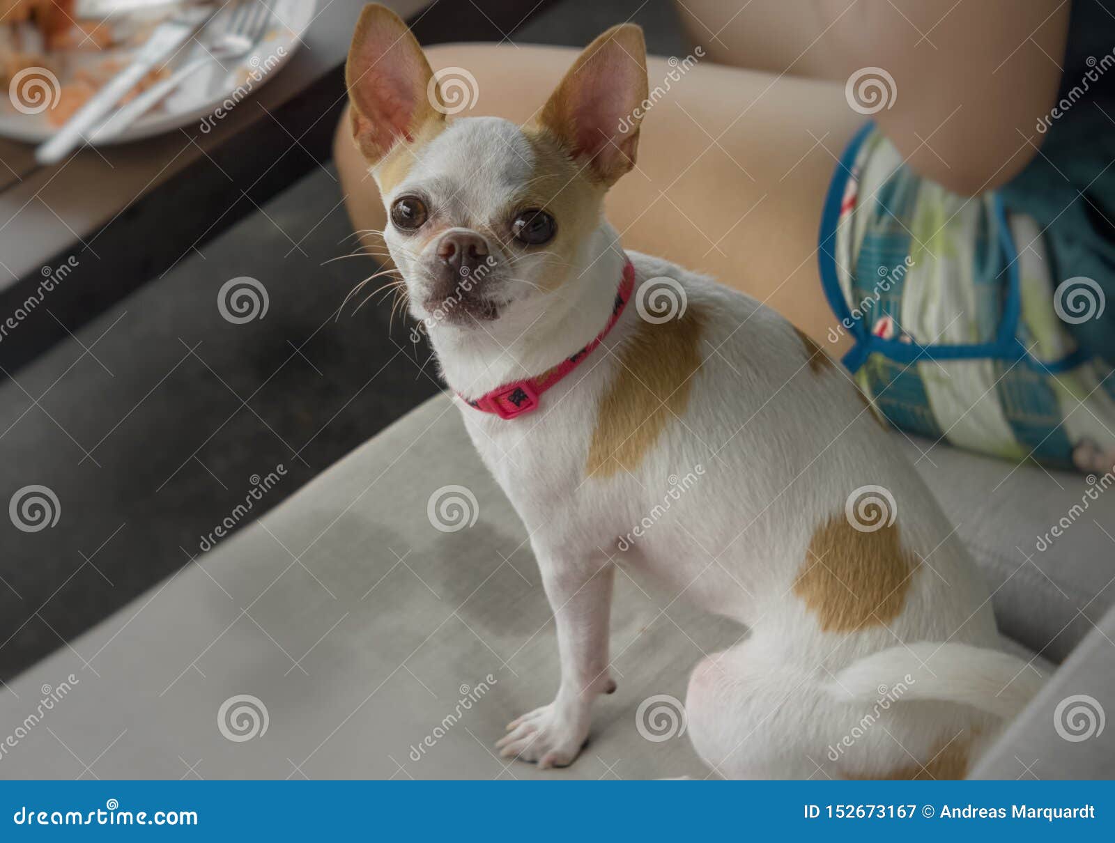 A small,watchful dog stock image. Image of animal, eyes - 152673167