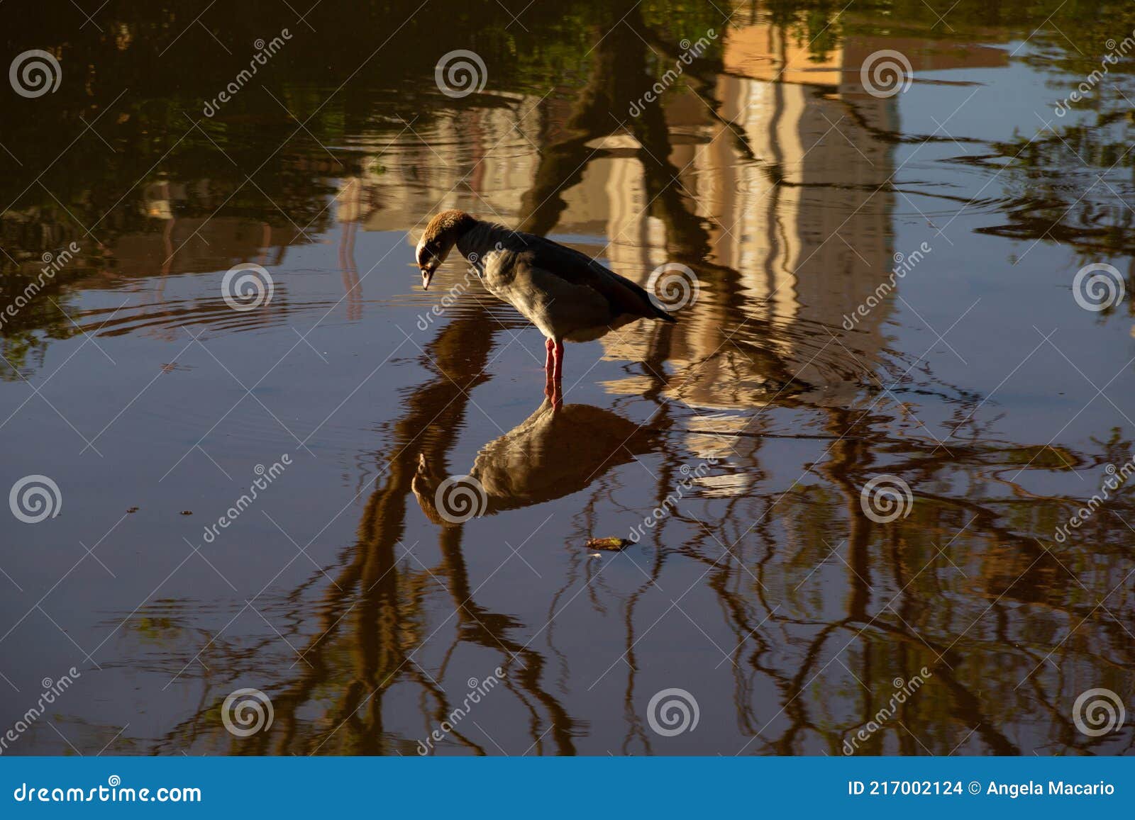 A Small Water Bird in a Lake. Stock Photo - Image of landscape, tourism ...