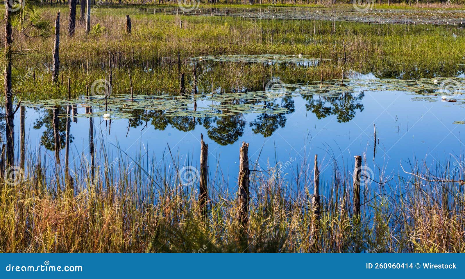 Small Water Body with Trees Reflected on the Surface Stock Photo ...