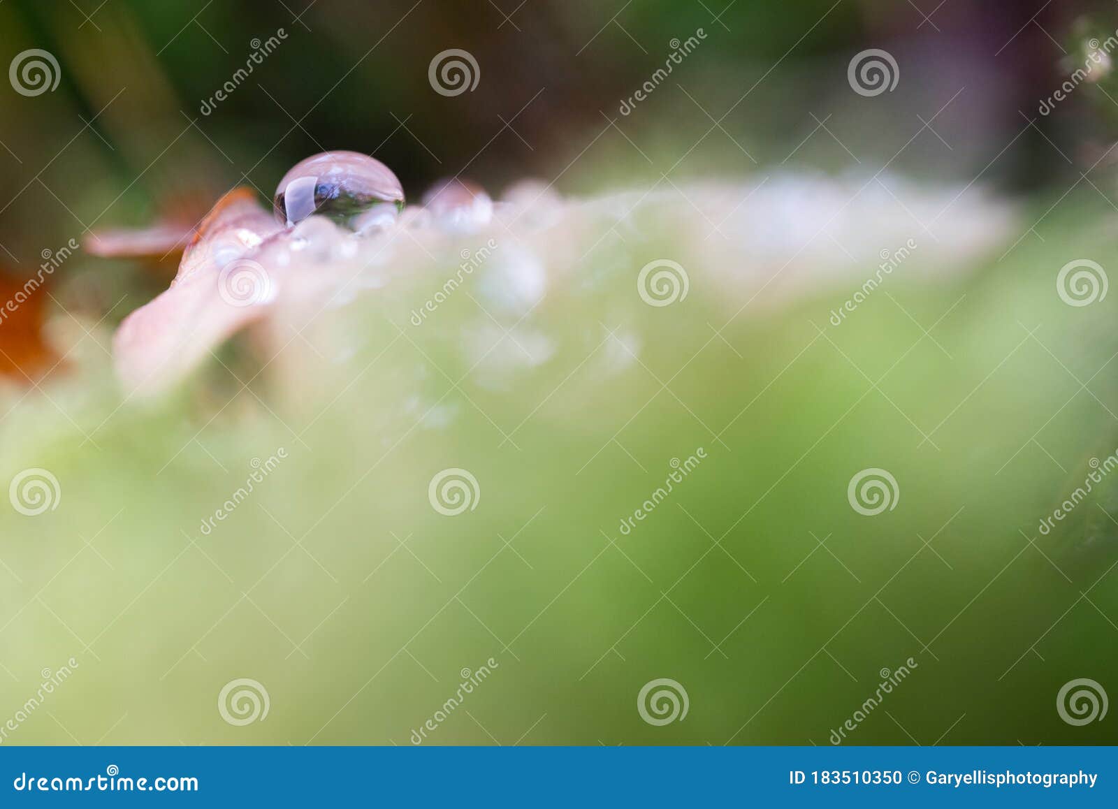 Small Water Drop Reflecting in the Morning Light Stock Photo - Image of ...