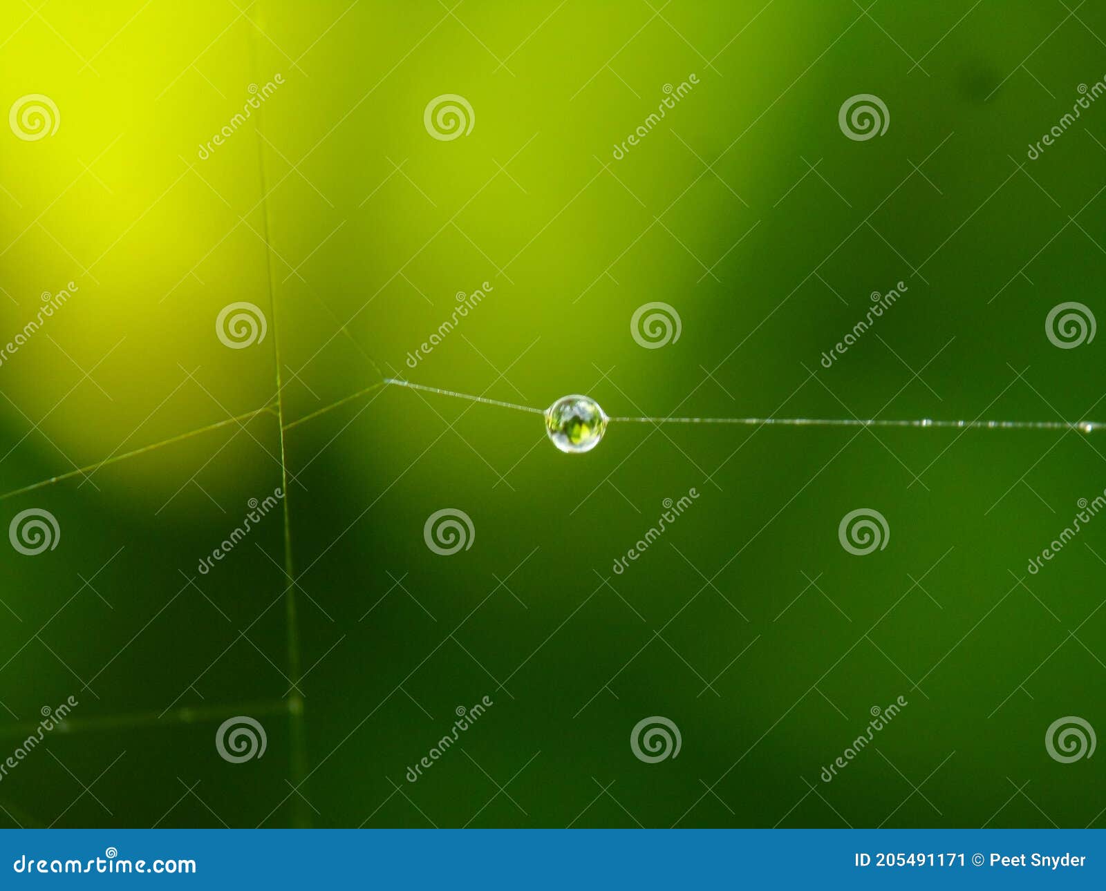 Small Water Drop on a Spider Web Stock Image - Image of drop, water ...