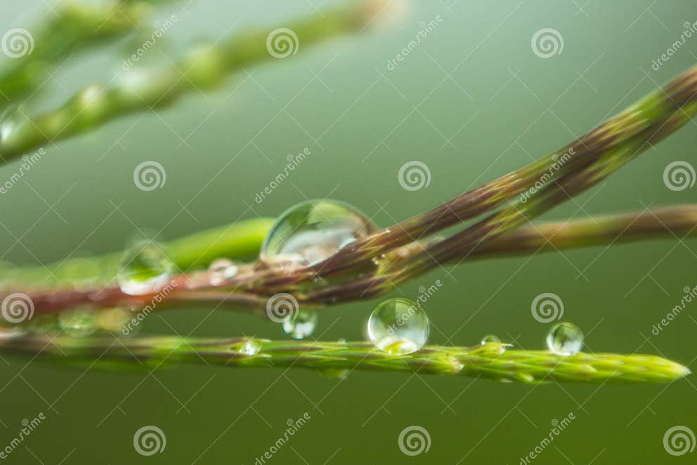 Small water drops macro stock image. Image of button - 35752509