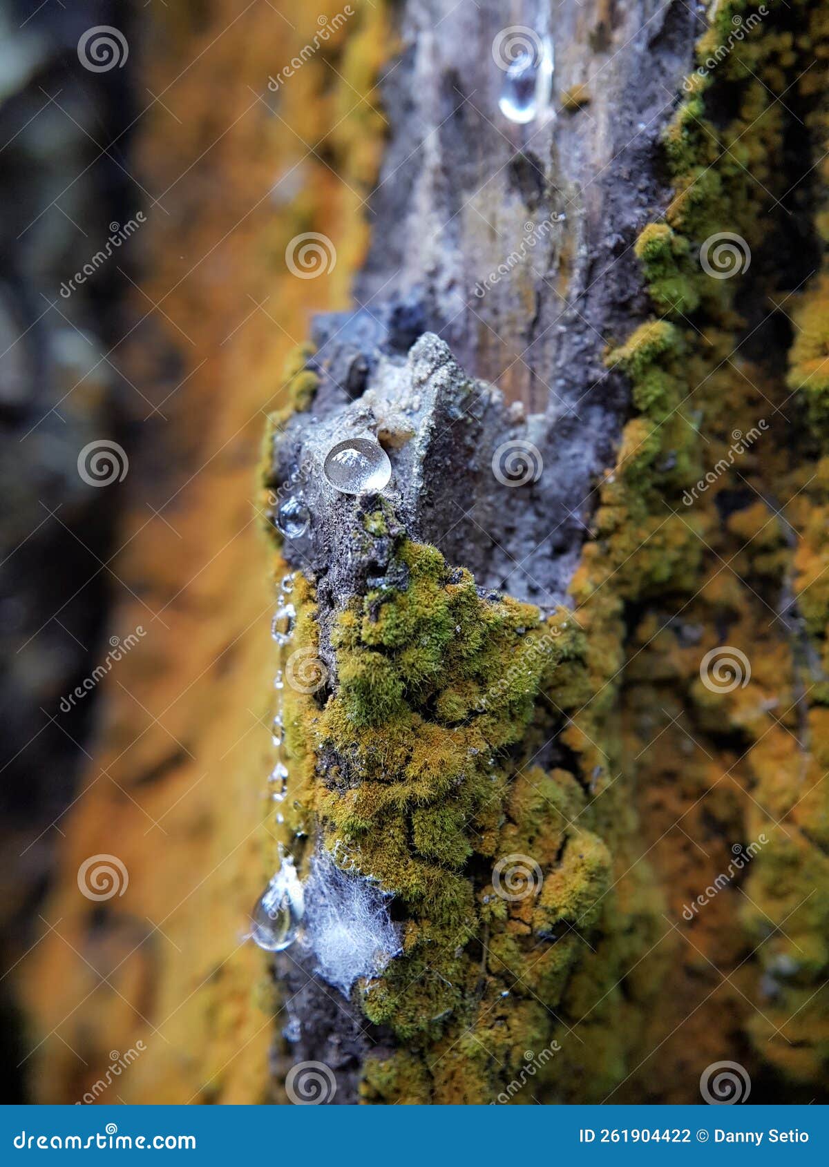 Small Water Drops on a Tree Inside Tropical Forest between Moss Stock ...
