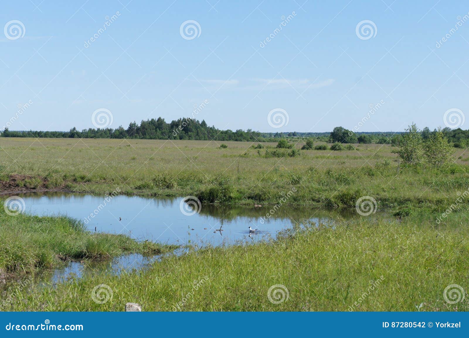 A Small Water Pond at the Holy Spring with a Seagull Floating on the ...