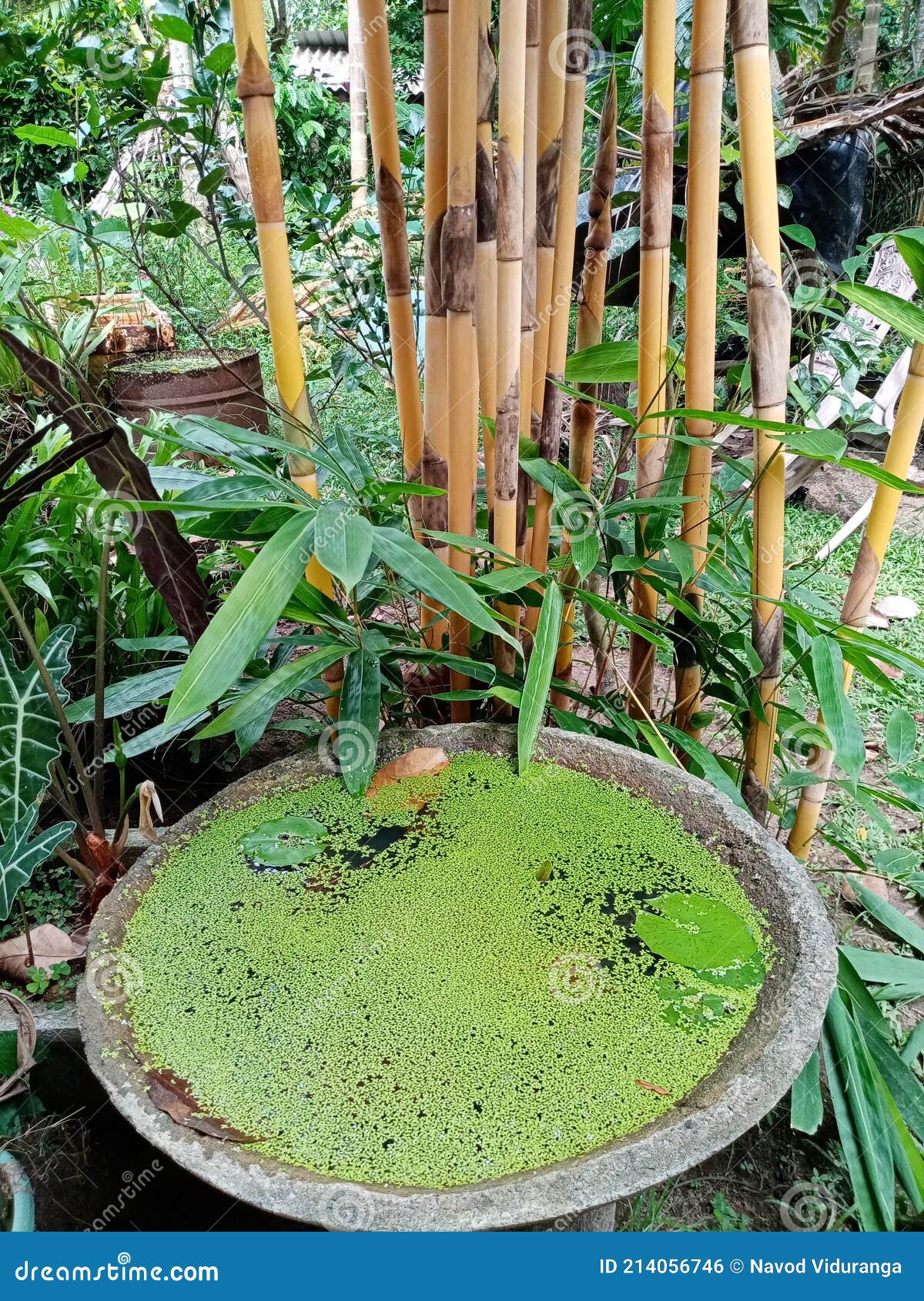 A Small Water Pot with Green Stock Photo - Image of leaves, water ...