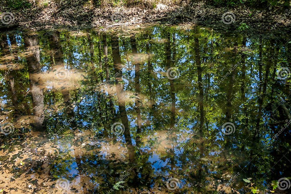 Small Water Puddle in the Forest Whit Reflection the Trees Stock Image ...