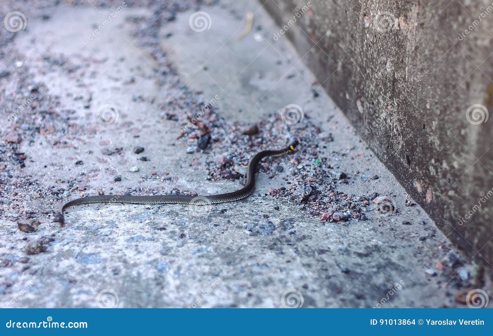 Small Water Snake at Asphalt Stock Photo - Image of frog, carnivore ...