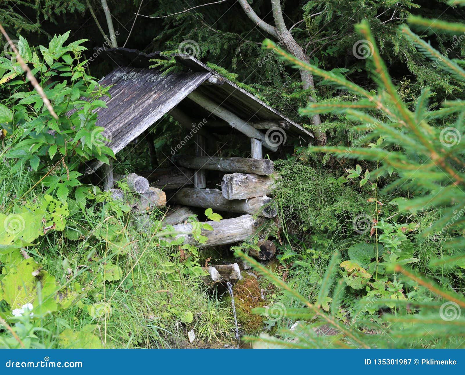Small Water Source in Green Forest Stock Image - Image of flowing ...