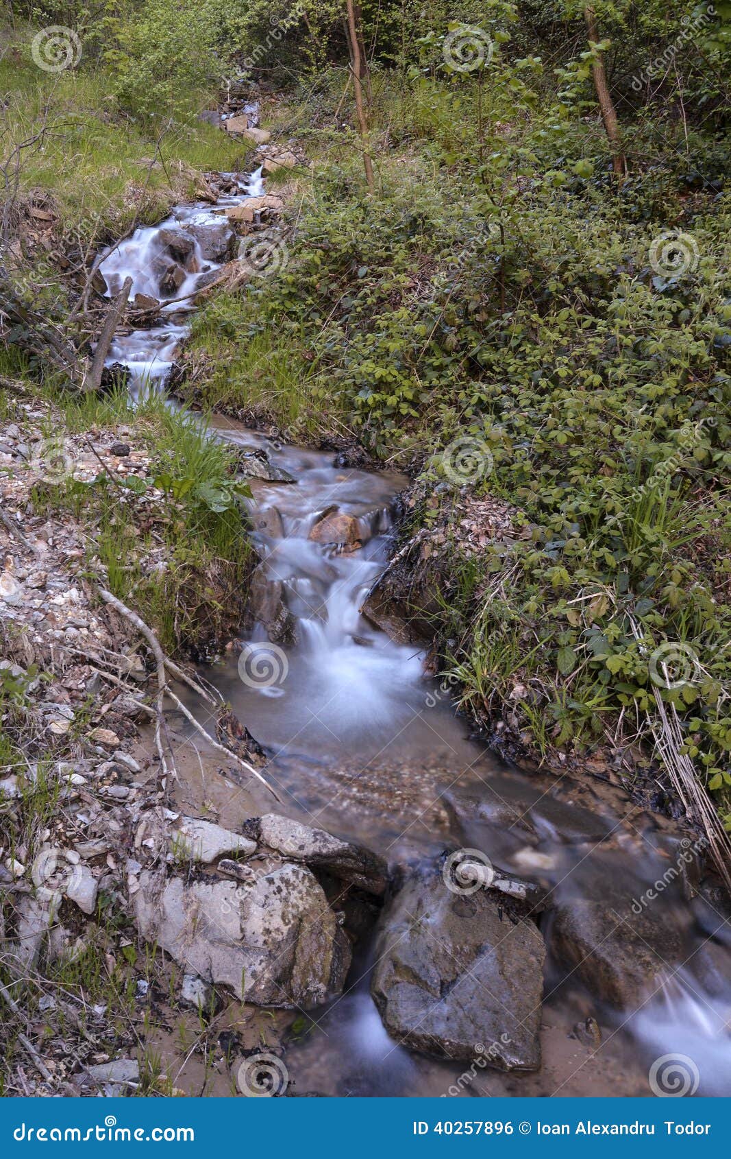Small water stream stock photo. Image of vegetables, details - 40257896