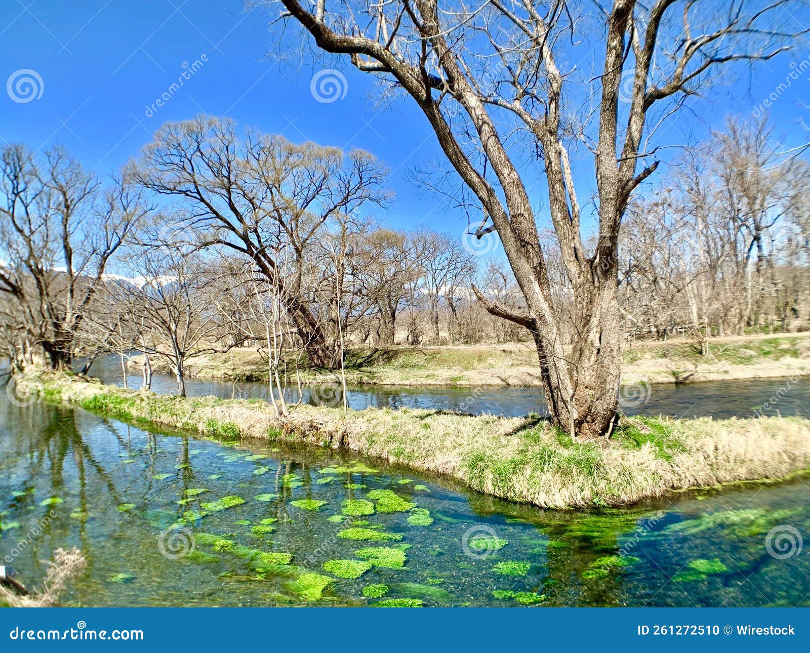 Small Water Stream Surrounded by Trees on a Sunny Day with the Blue Sky ...