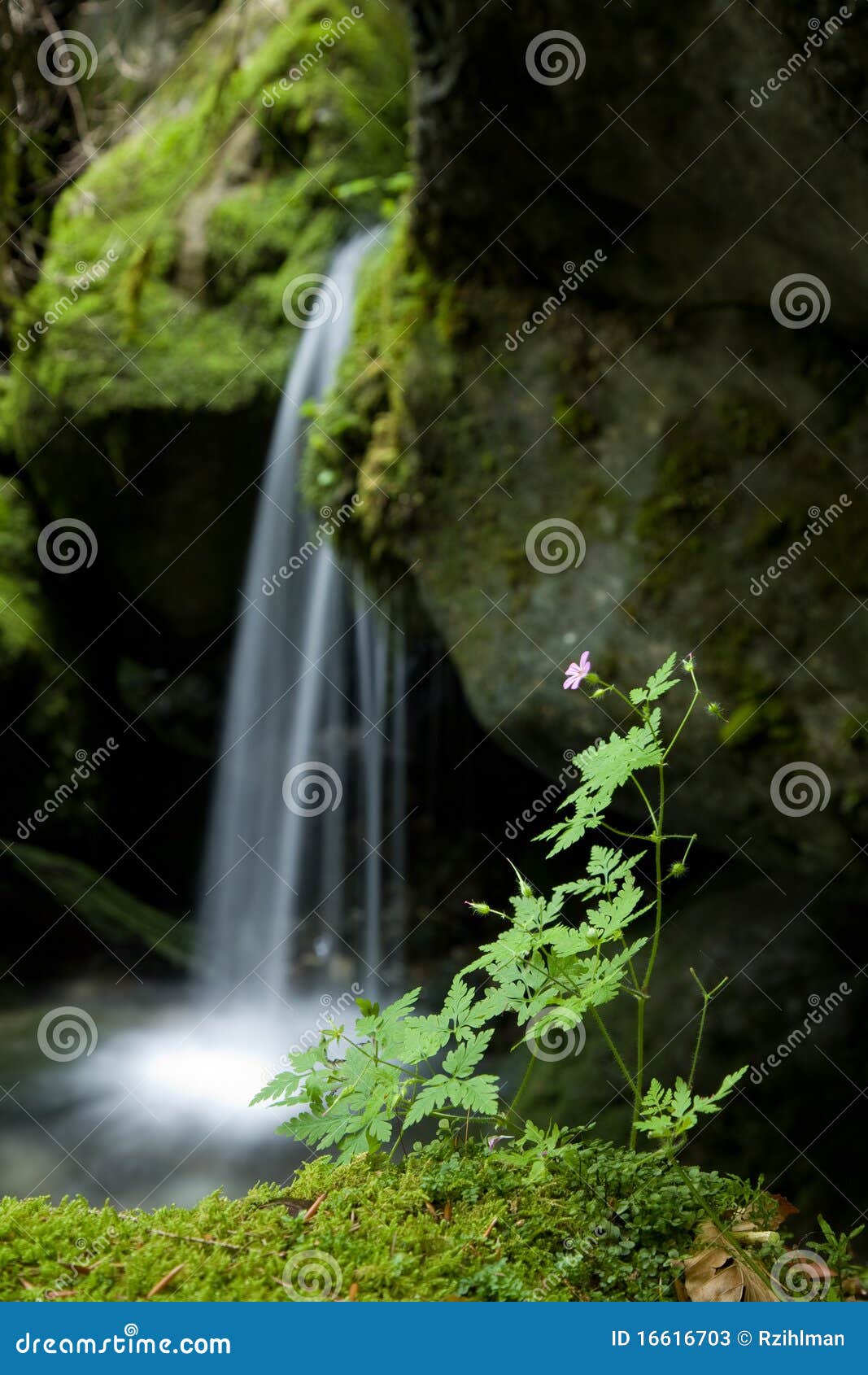 Small Waterfall Dense Forest Ecosystem Stock Photography ...